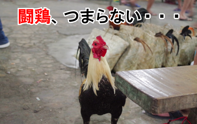 闘鶏にお金と時間を使うのがもったいない理由とは？ | ESTE Japan